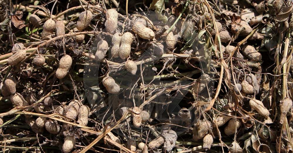 Commercialisation de l’arachide au Sénégal : le prix du kilo fixé à 210 ...