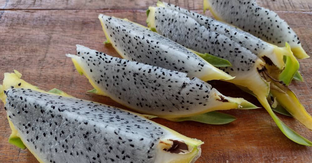 Le Pitaya ou fruit du dragon cultivé au Sénégal - Le Sénégal à l'export