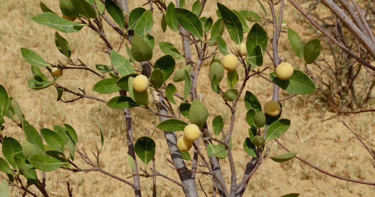 Fruits et plantes pépites du Sénégal : redécouvrons nos supers aliments ...