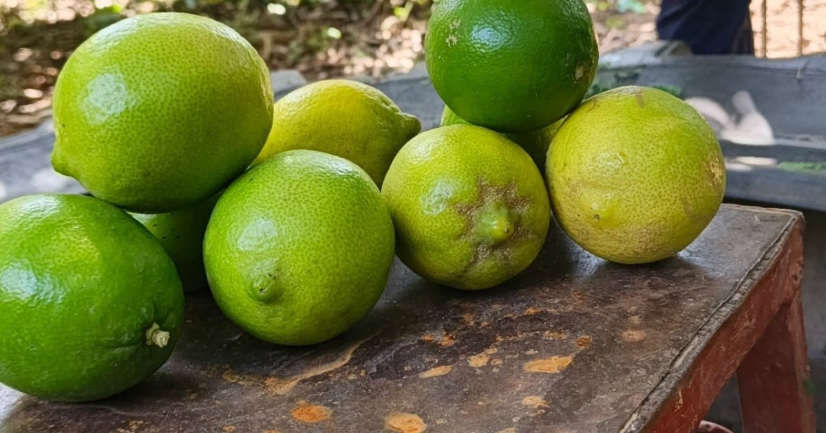 Association And Dolel Niaye Bi (ADN) - Le Sénégal à l'export
