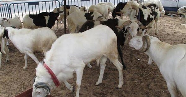 Tabaski 2025 : pourquoi le Sénégal importe-t-il toujours autant de ...