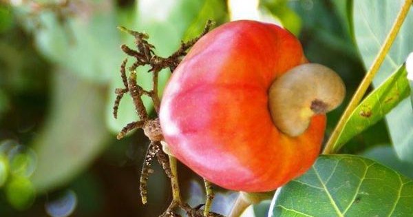 L’anacarde - Le Sénégal à l'export