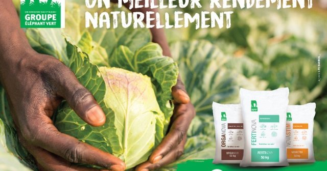 Eléphant Vert Sénégal - Le Sénégal à l'export