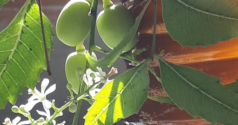 L’huile de neem, un biopesticide efficace - Le Sénégal à l'export
