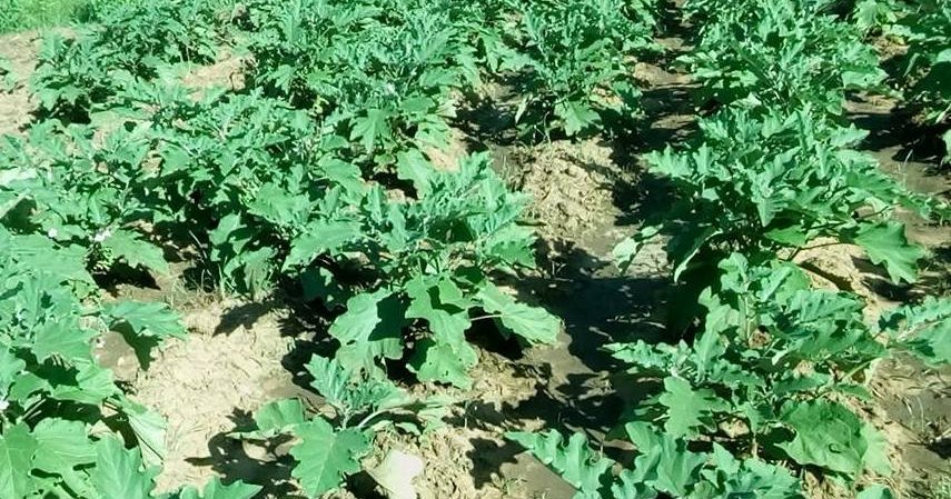 Idrissa Traoré : faire de l’élevage bio est possible au Sénégal - Le ...