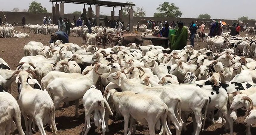 Tabaski 2025 : pourquoi le Sénégal importe-t-il toujours autant de ...