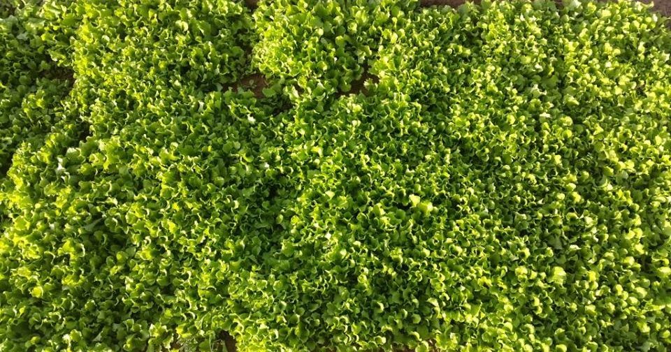 Le Carrefour Agricole - Le Sénégal à l'export