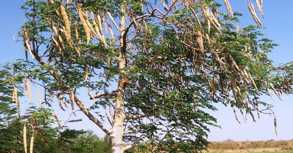 Le moringa ou nebeday, merveille d’Afrique - Le Sénégal à l'export